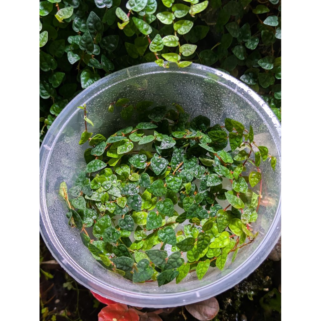 Ficus Pumila minima (Terrarium Rare Plant) | Shopee Malaysia