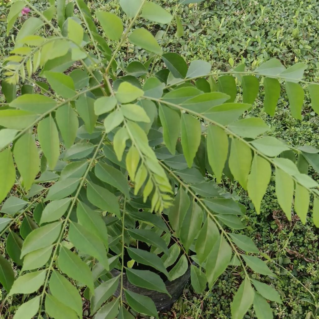 pokok kari besar dalam polibeg | Shopee Malaysia