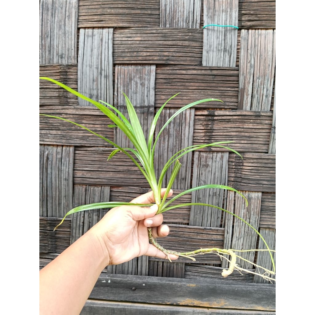 Anak pokok pandan wangi 1pokok.pokok kecil : Rm1 | Shopee Malaysia