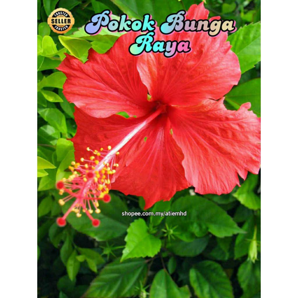 Pokok Bunga Raya**Keratan batang | Shopee Malaysia