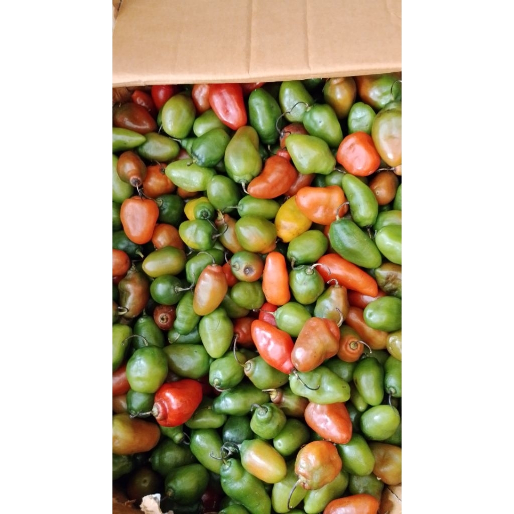 Chilli atau cabe gendot @250g | Shopee Malaysia