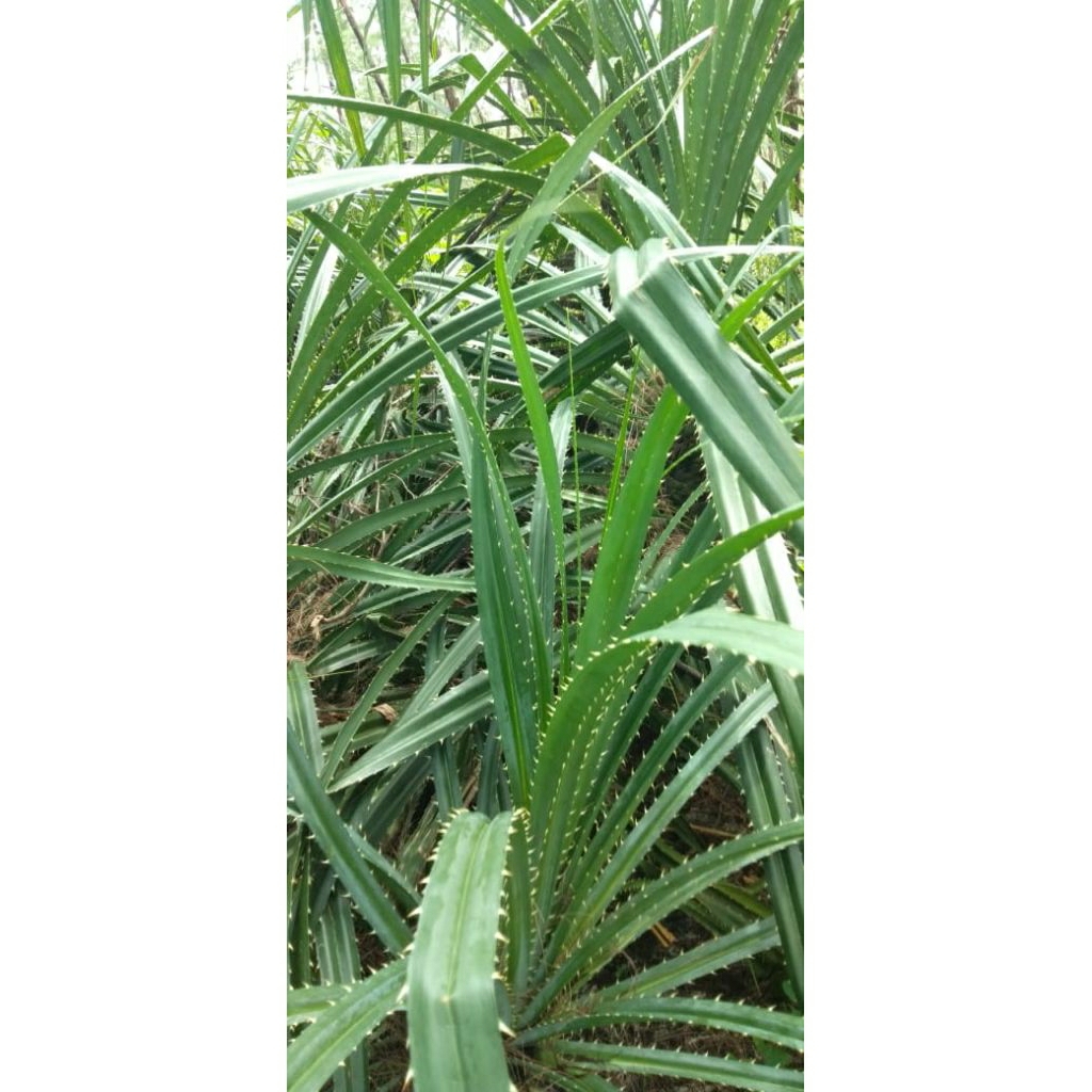 pokok mengkuang/daun mengkuang | Shopee Malaysia