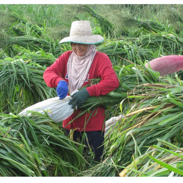 100g Biji Benih Paspalum Atratum Seeds BraziL Berprotein Tinggi Tumbuh ...