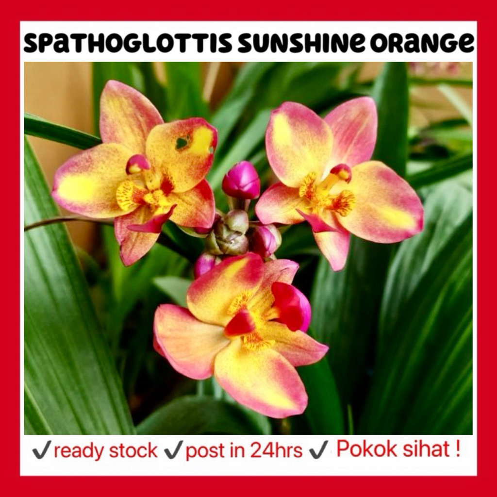 RINA • Spathoglottis sunshine orange • pokok hidup orkid real live ...