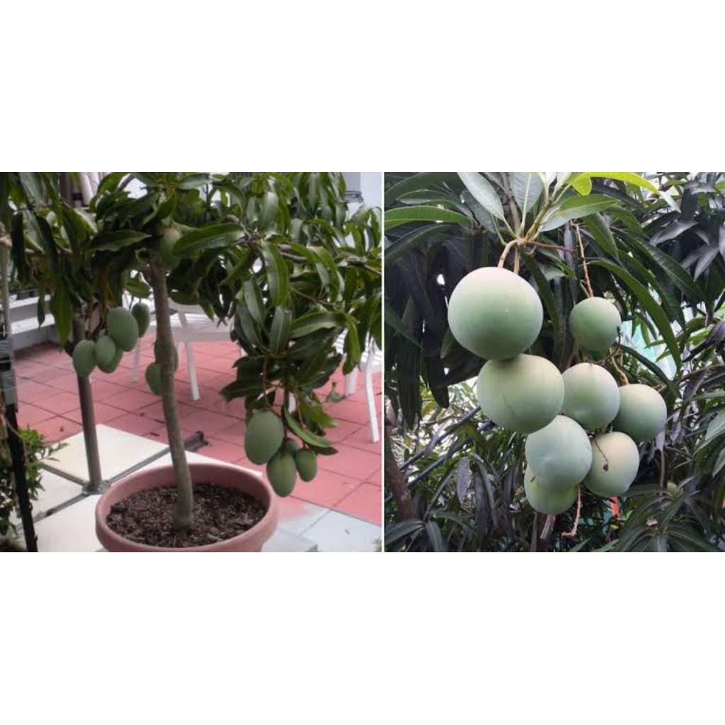 Pokok Mangga Epal Hybrid | Shopee Malaysia