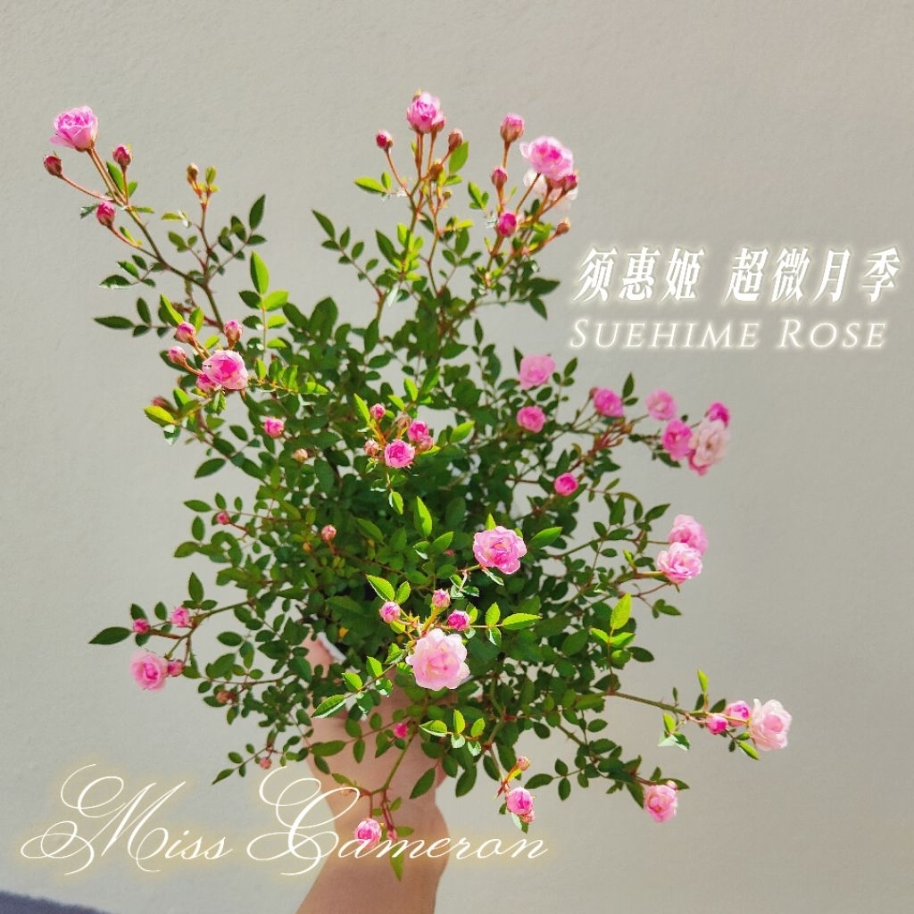 Rare ROSE ID - Suehime 须惠姬 Pokok Hidup Ros Mini | Shopee Malaysia