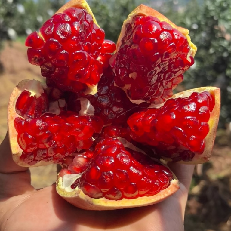Delima Manis Yaman - 100% Organik Fresh Original - Biji Lembut, Boleh ...