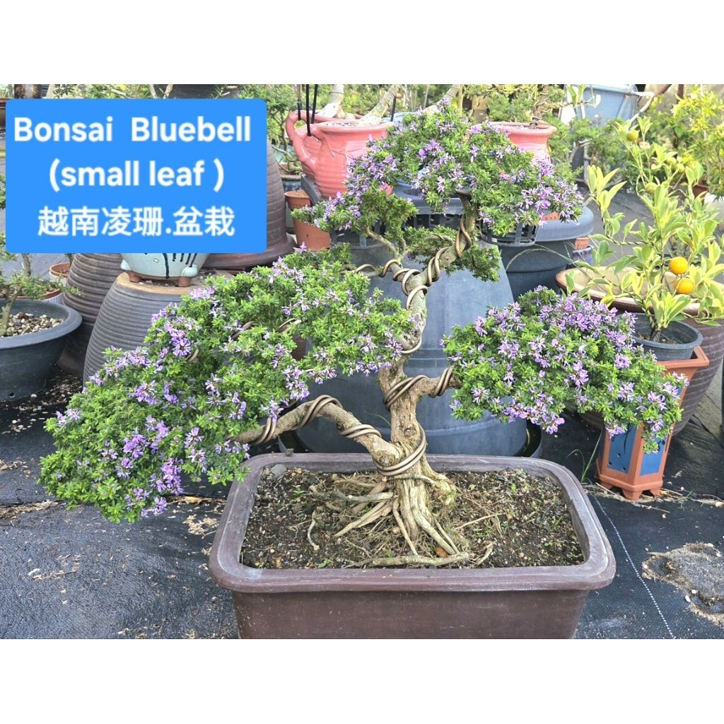 🌱 越南凌珊微叶/小叶盆景 – Micro Leaf – 20~45cm宽 / Vietnamese Bluebell Micro ...