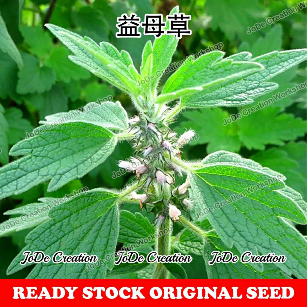 Benih Leonurus Artemisia / Leonurus Artemisia Seeds (Motherwort ...