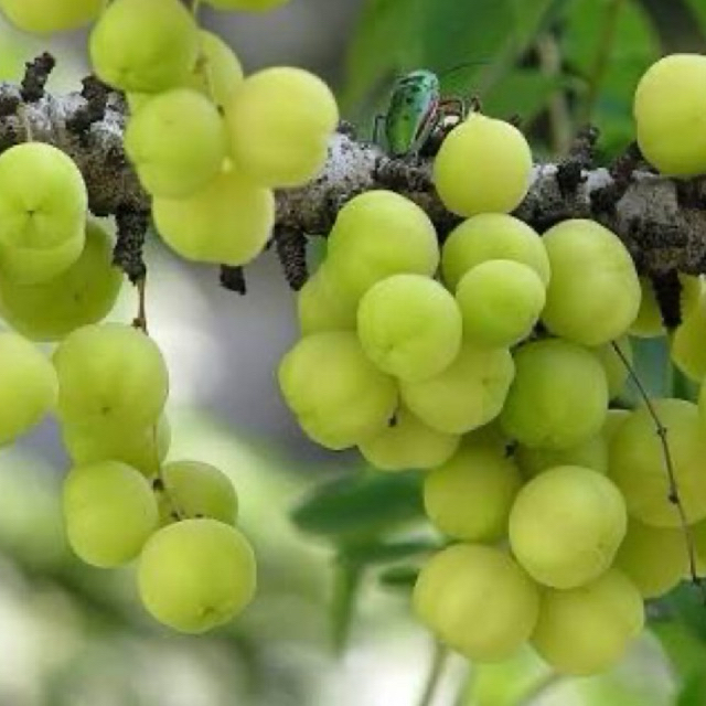 500g ready stock FRESH buah melaka Amla Amalaki Nellikai (Indian ...