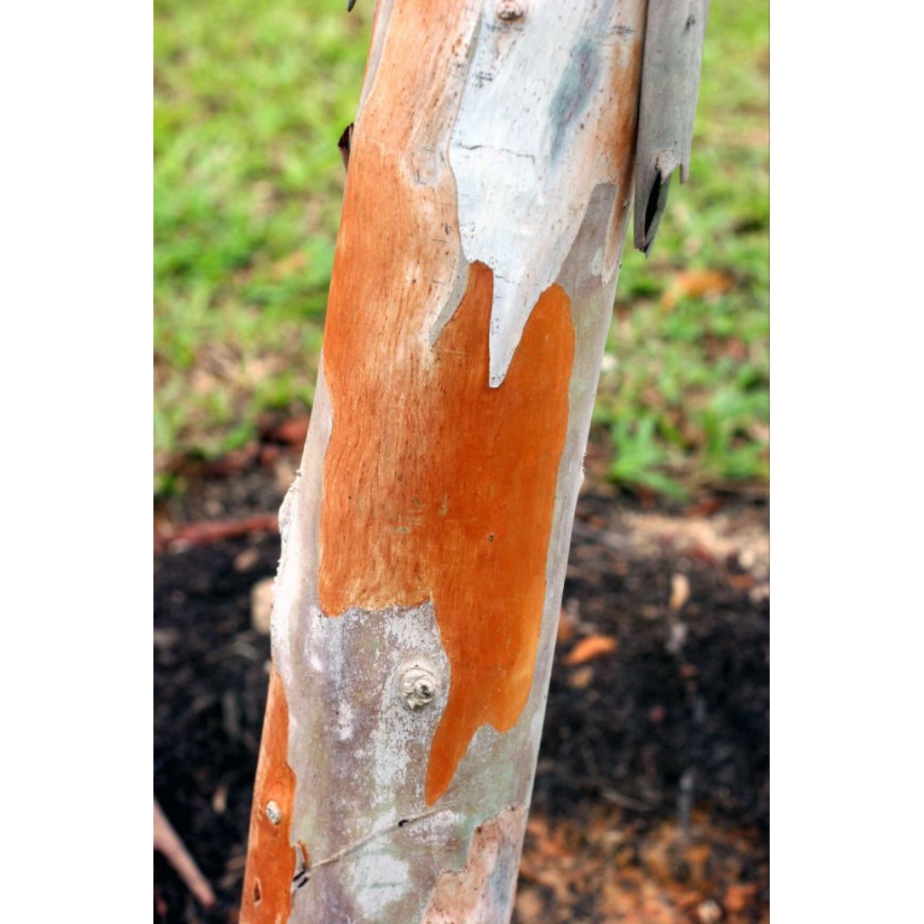 Pokok Pelawan / River Tristania / Tristaniopsis whiteana | Shopee Malaysia