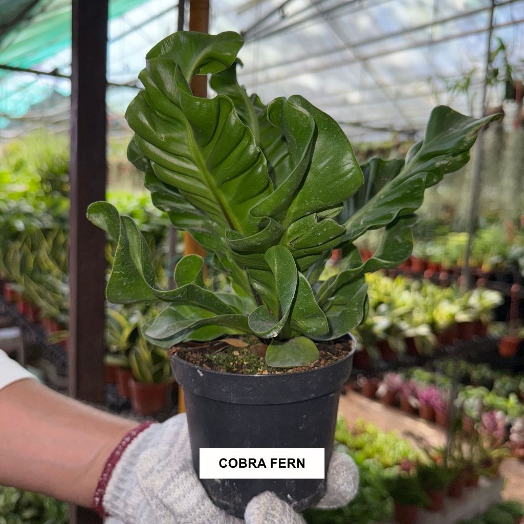 Cobra Fern (Microsorum musifolium ‘Crocodyllus’) - Indoor Plant ...