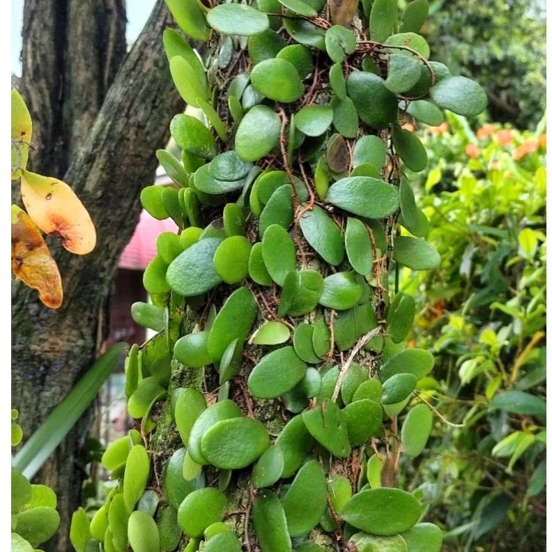 Pokok Duit Duit / Sisik Naga / Money Plant (Tanpa Pasu & tanah ...