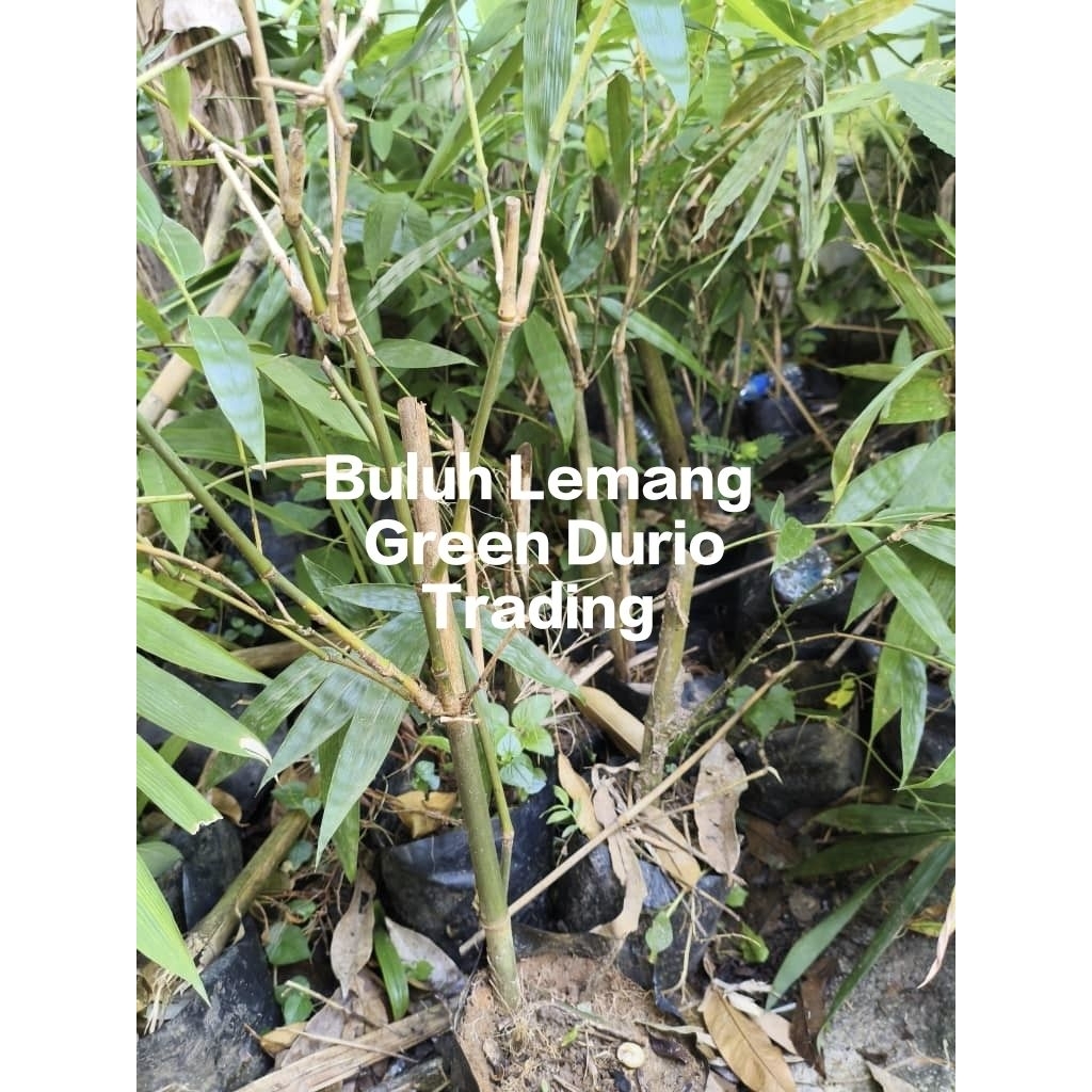ANAK POKOK BULUH LEMANG.. stabil | Shopee Malaysia