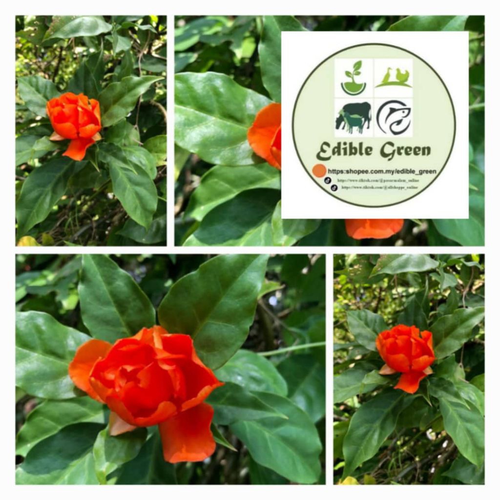 25GM Daun Pokok Jarum Tujuh Bilah Untuk Rawatan Alami | Shopee Malaysia