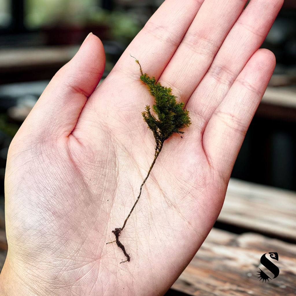 BUY 2 FREE 1🔥 Rare Tree Moss Thamnobryum Alopecurum, Terrarium, Paludarium, Vivarium, Garden ...