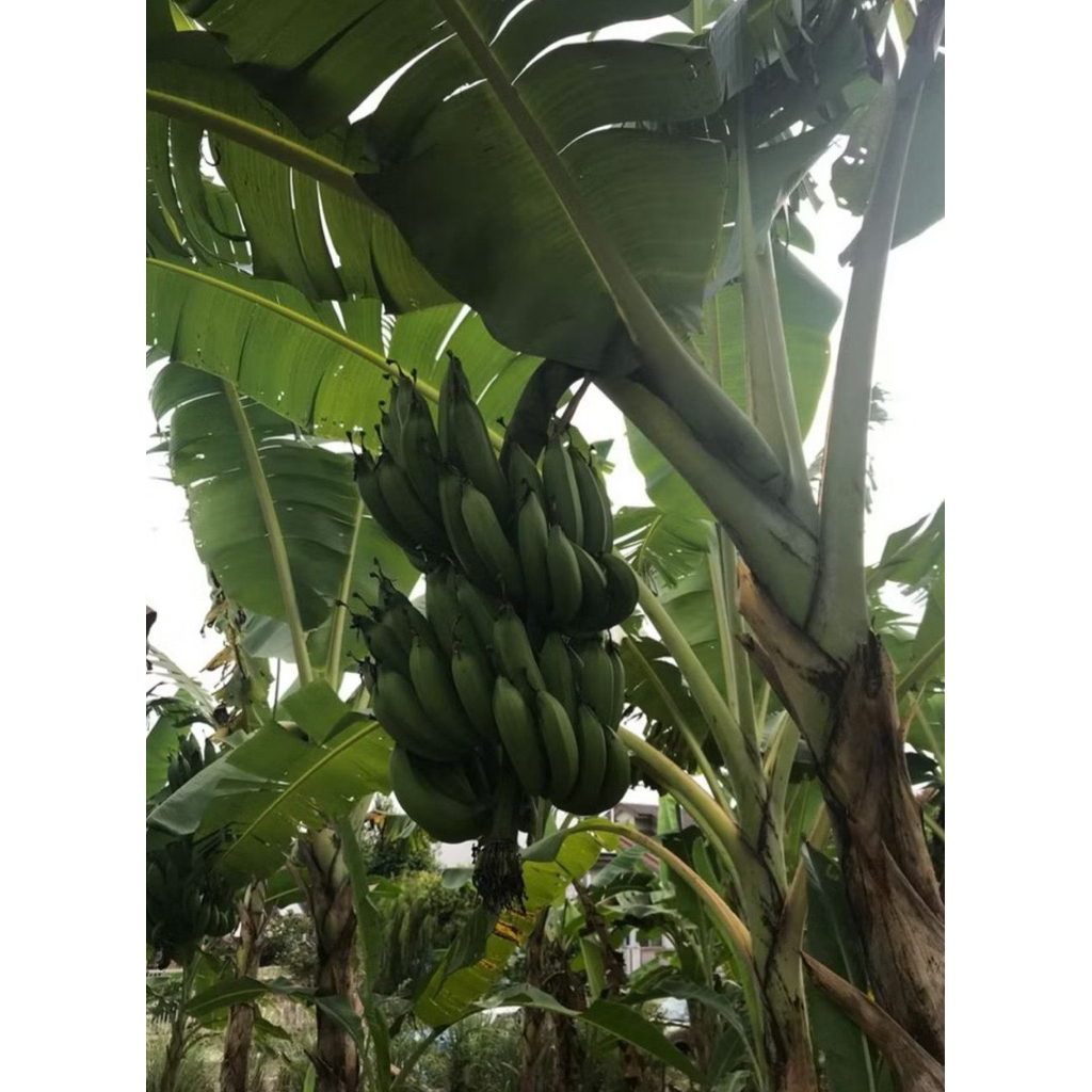 anak pisang nangka | sulur pisang | Shopee Malaysia