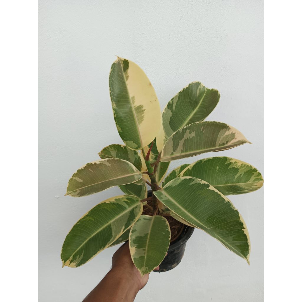 Ficus Elastical Teneke Anak Pokok | Shopee Malaysia
