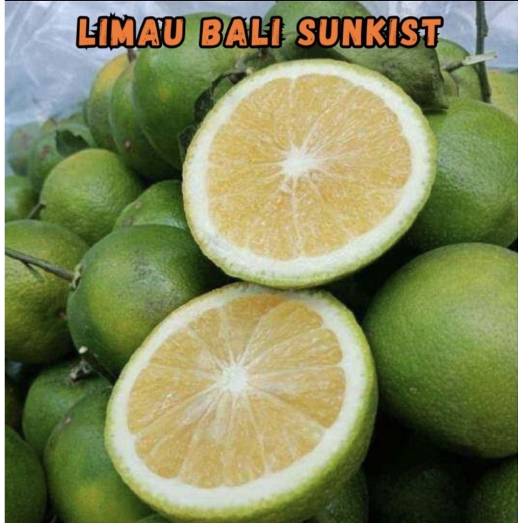 Pokok Limau Bali Sunkist | Shopee Malaysia