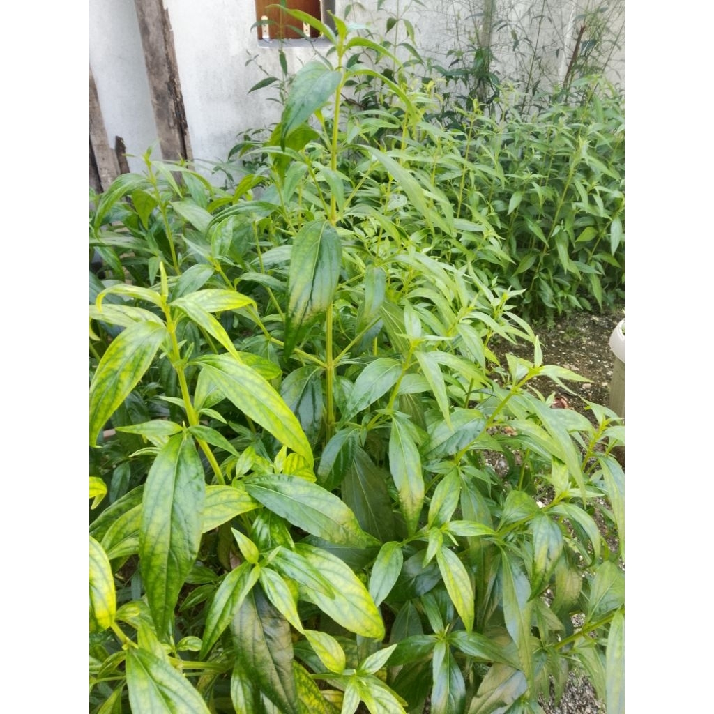 Daun Hempedu Bumi 60 Helai / 100 Helai ( Raja Pahit ) | Shopee Malaysia