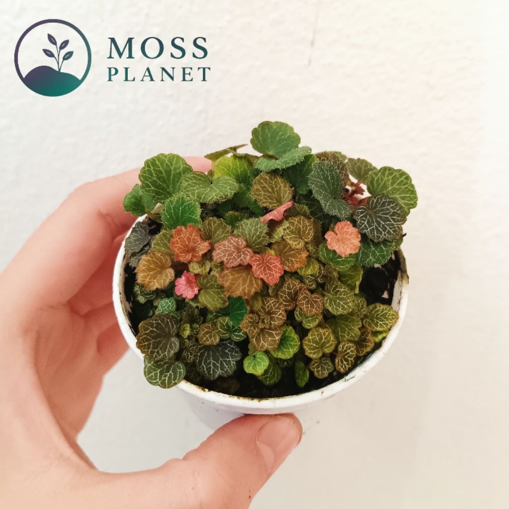 🔥Micro Strawberry Begonia🔥Terrarium Plant, Paludarium, Vivarium, Live ...