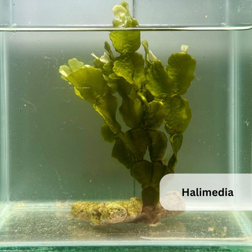 Halimeda (Halimeda sp.) – Calcified Green Macroalgae | Natural Marine ...