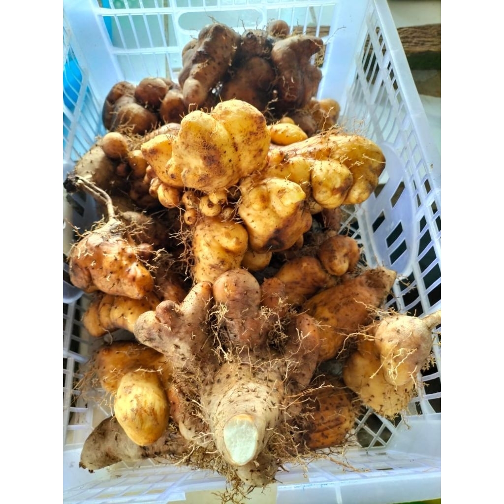 🔥FRESH🔥UBI ITIK/ UBI TORAK/ UBI KETOPONG | Shopee Malaysia