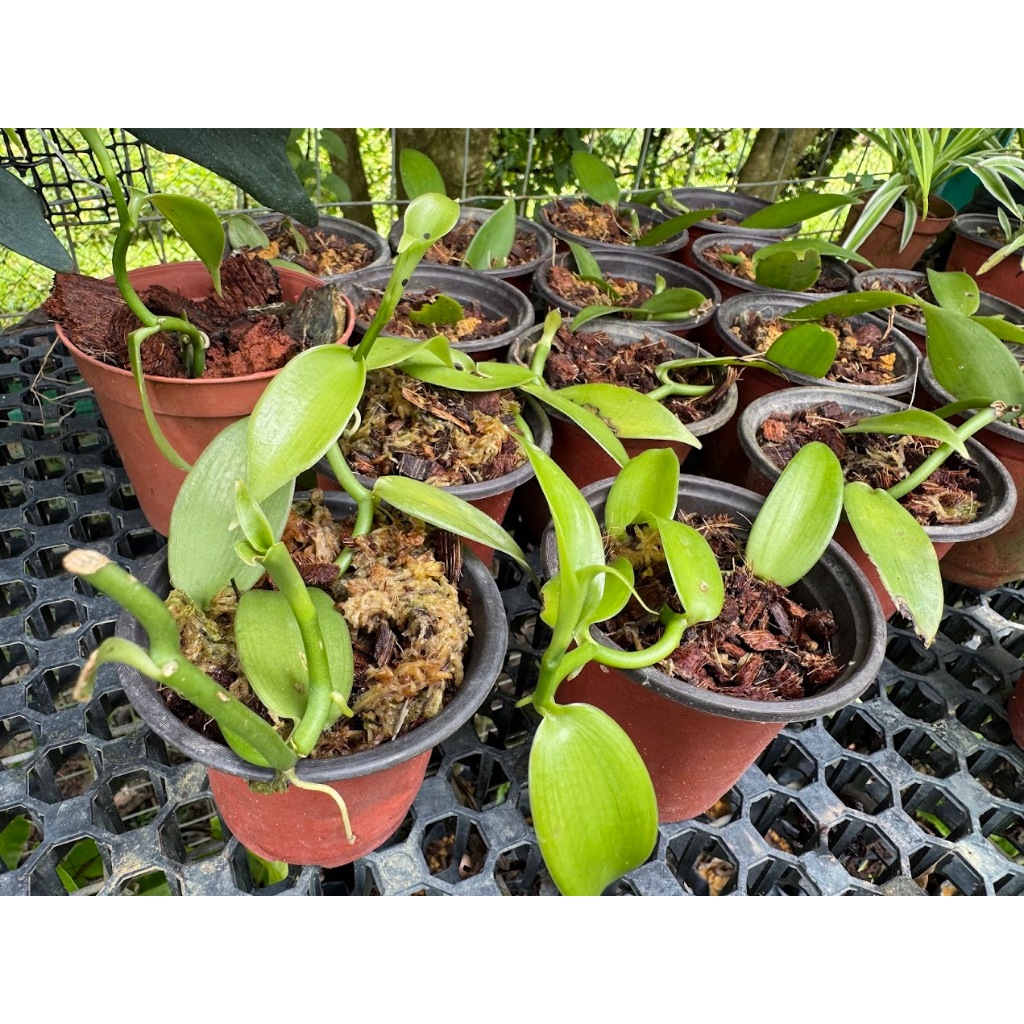 ANAK POKOK VANILLA (Vanilla planifolia) Vanilla tree stem cuttings ...