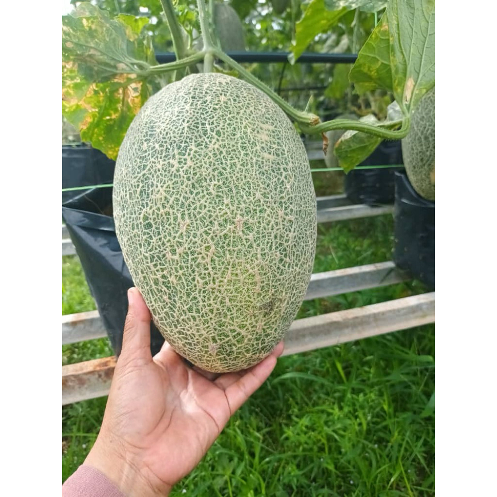 Fuji melon By Coach Bahar | Shopee Malaysia