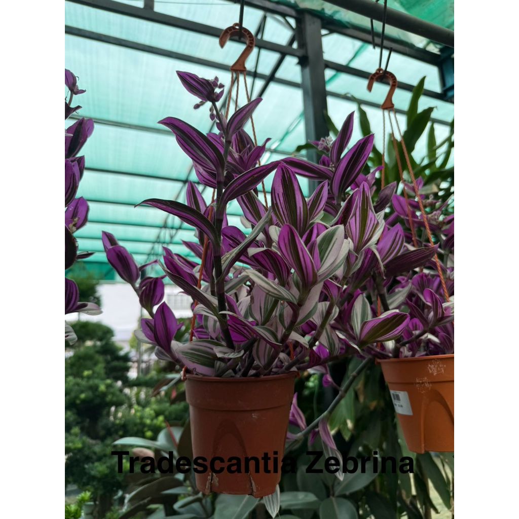 POKOK HIDUP Tradescantia PINK / Inch Plant/Zebrina / Wandering Jew ...