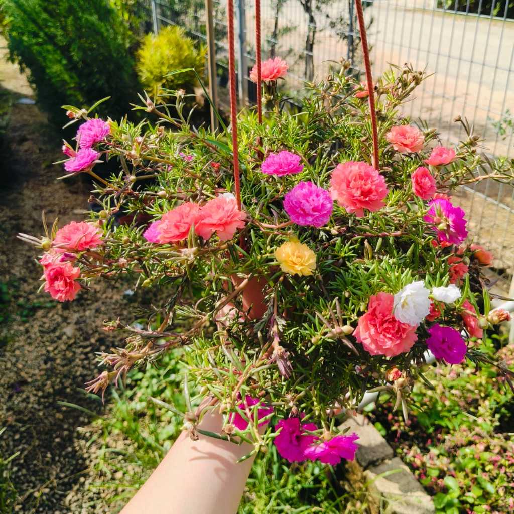 MOVEE-Real live Plnat [Rose Jepun mix colour (hanging plant) ]日本玫瑰 ...