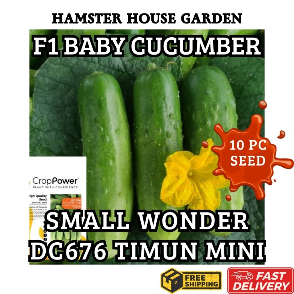 HSK [10pc] TIMUN MINI SMALL WONDER F1 HIBRID CUCUMBER SEED BIJI BENIH ...