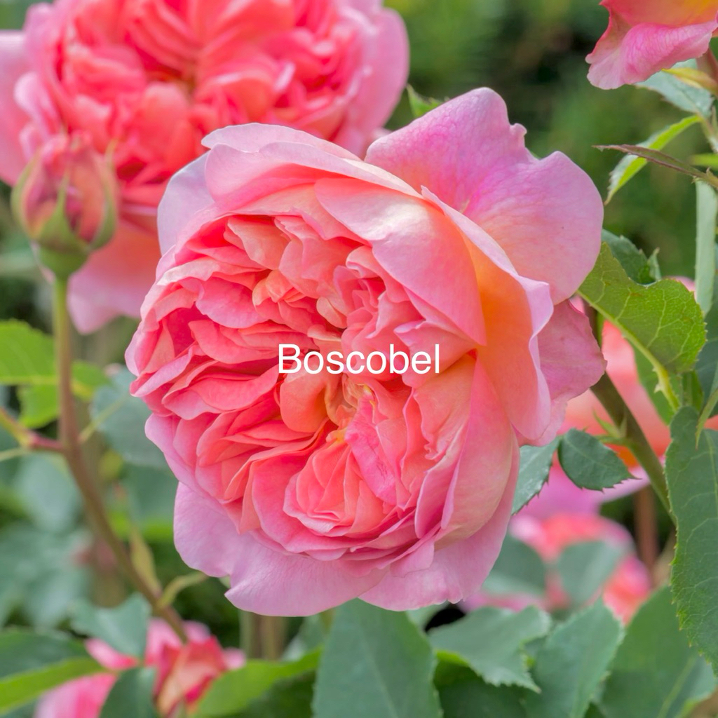 ONWROOT ROSE OREN/APRICOT (pokok bunga ros warna oren/aprikot/peach dan ...