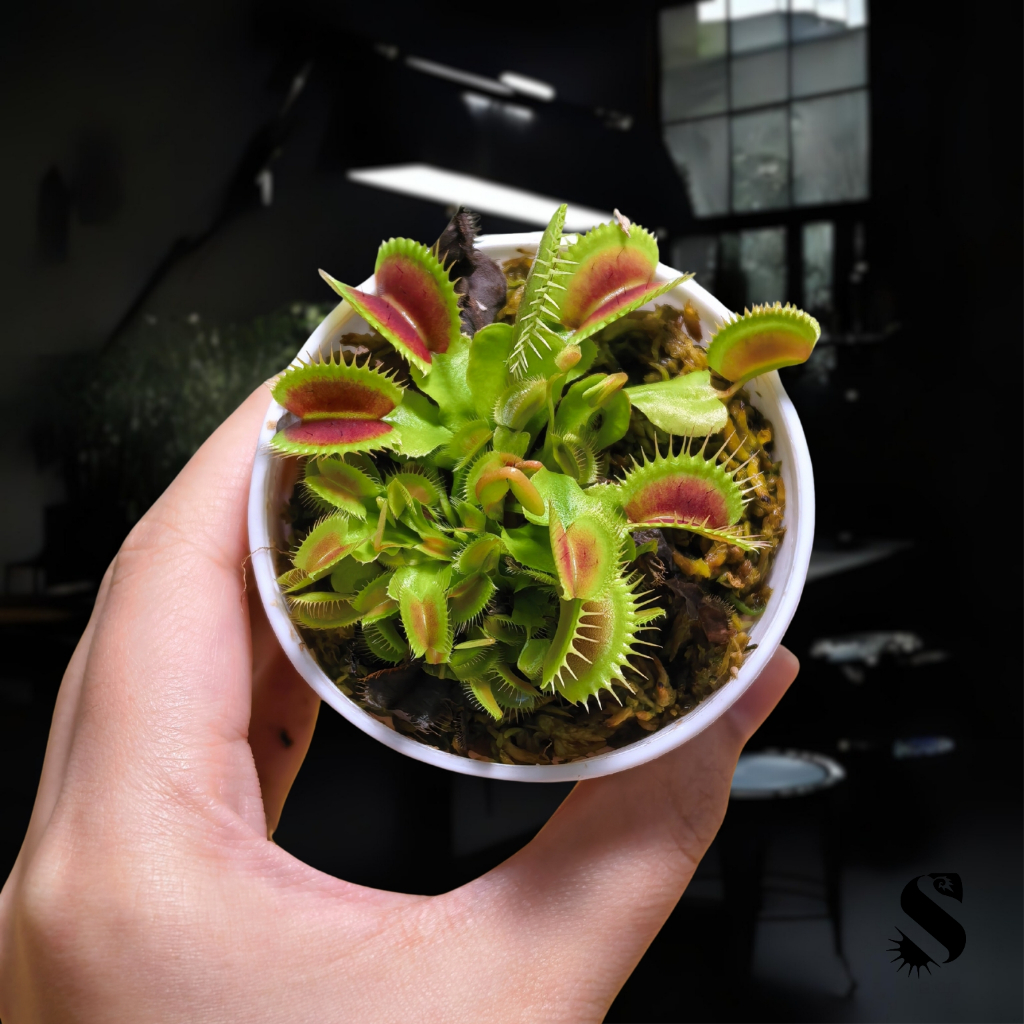 Dionaea Muscipula "Dracula" Carnivorous Plant, Venus Fly Trap ...