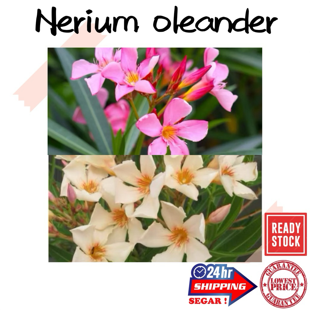 (GG real plant) nerium oleander ^ pokok hidup hiasan rumah luar live ...