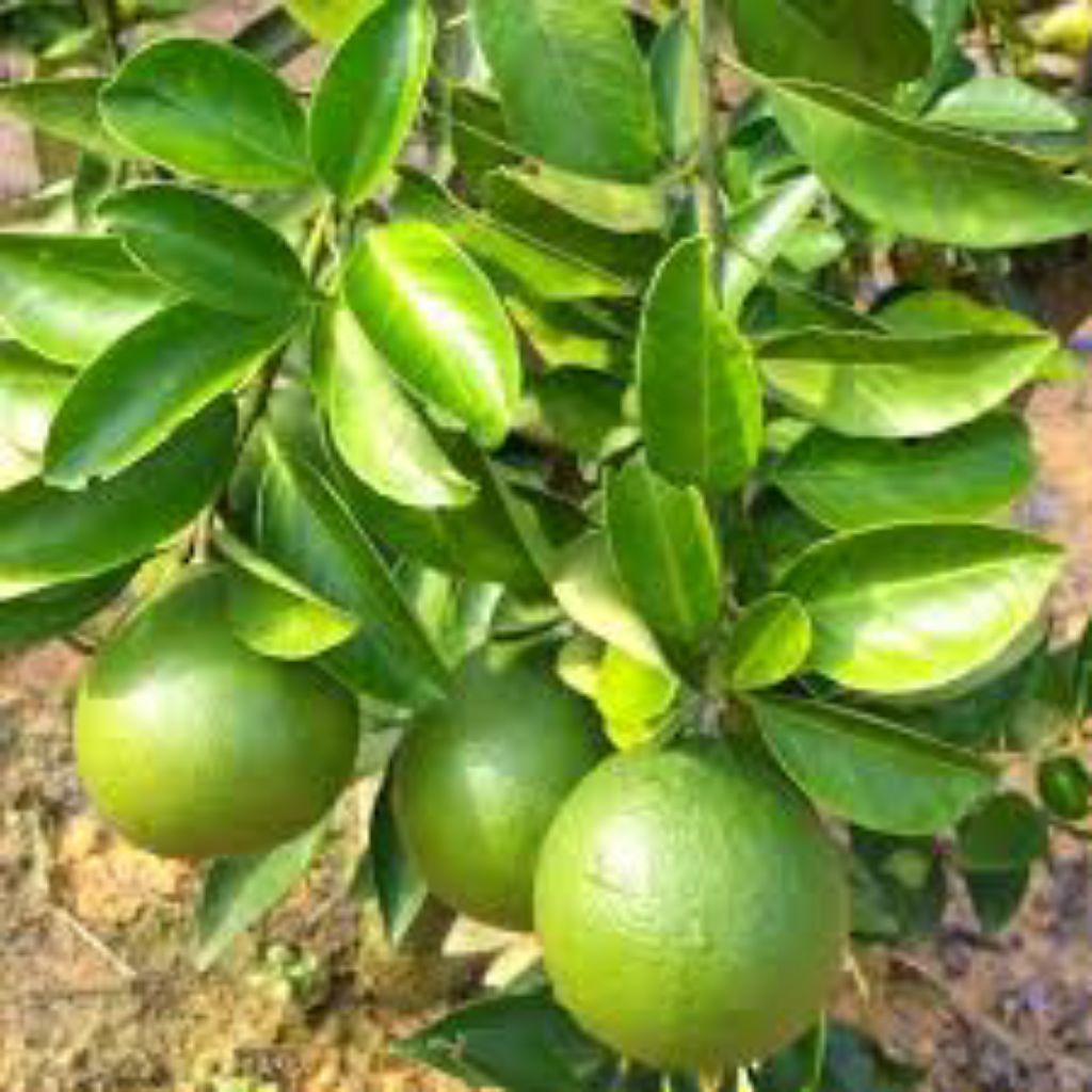 Pokok Bali Sunkist XL | Shopee Malaysia