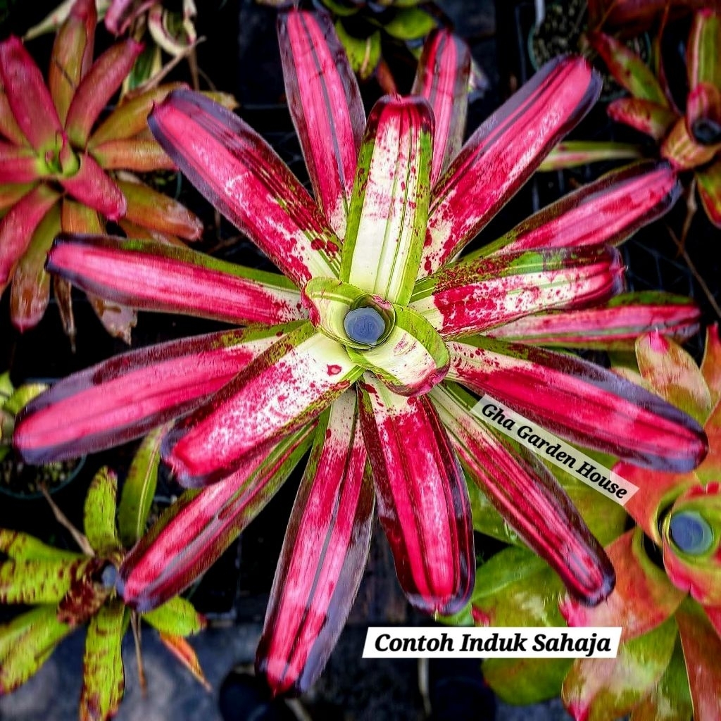 Neo Big Bopper id tahan panas jenis Besar / Bromeliad by Gha Garden ...