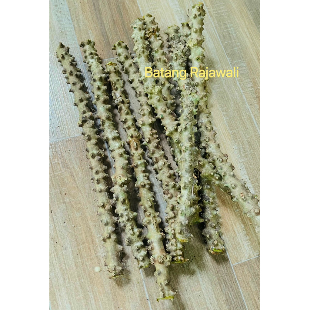 Batang Rajawali / bakawali | Shopee Malaysia