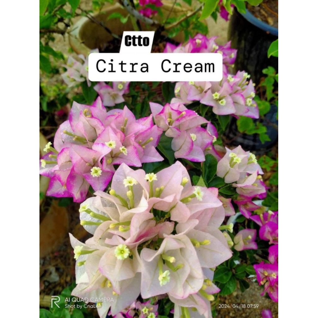 BUNGA KERTAS CITRA CREAM @ CREAMER | Shopee Malaysia