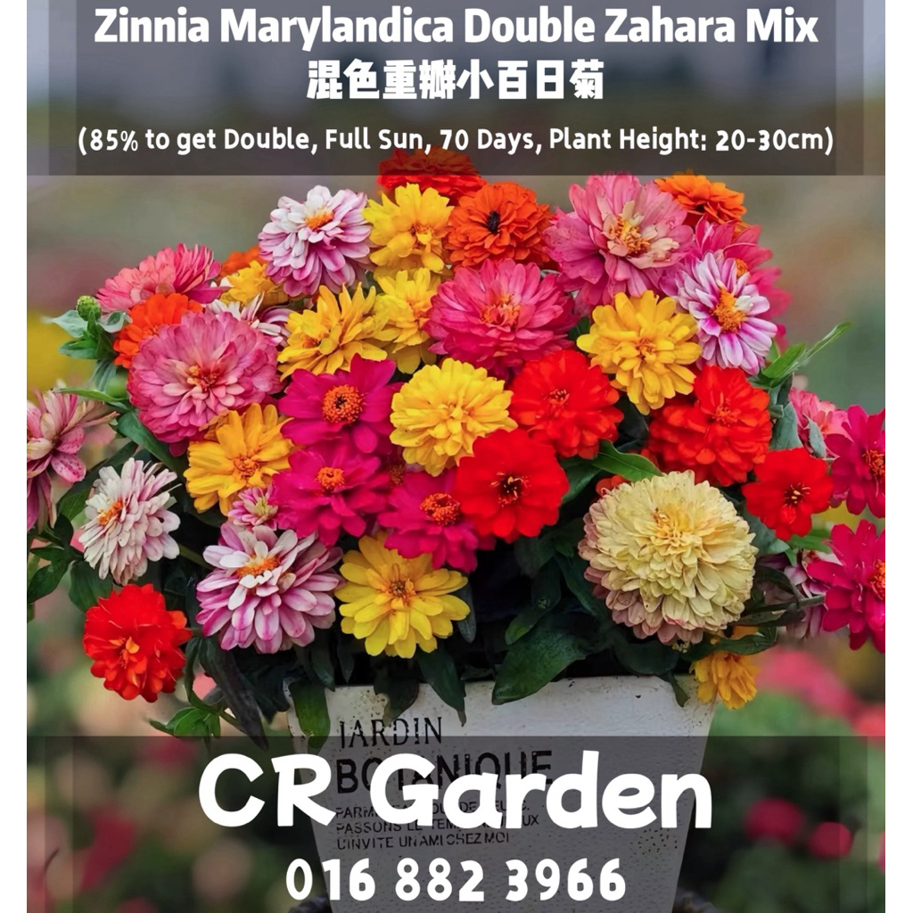 Zinnia Marylandica Double Zahara Mix 10 Seeds 混色重瓣小百日菊10粒 (85% to get ...
