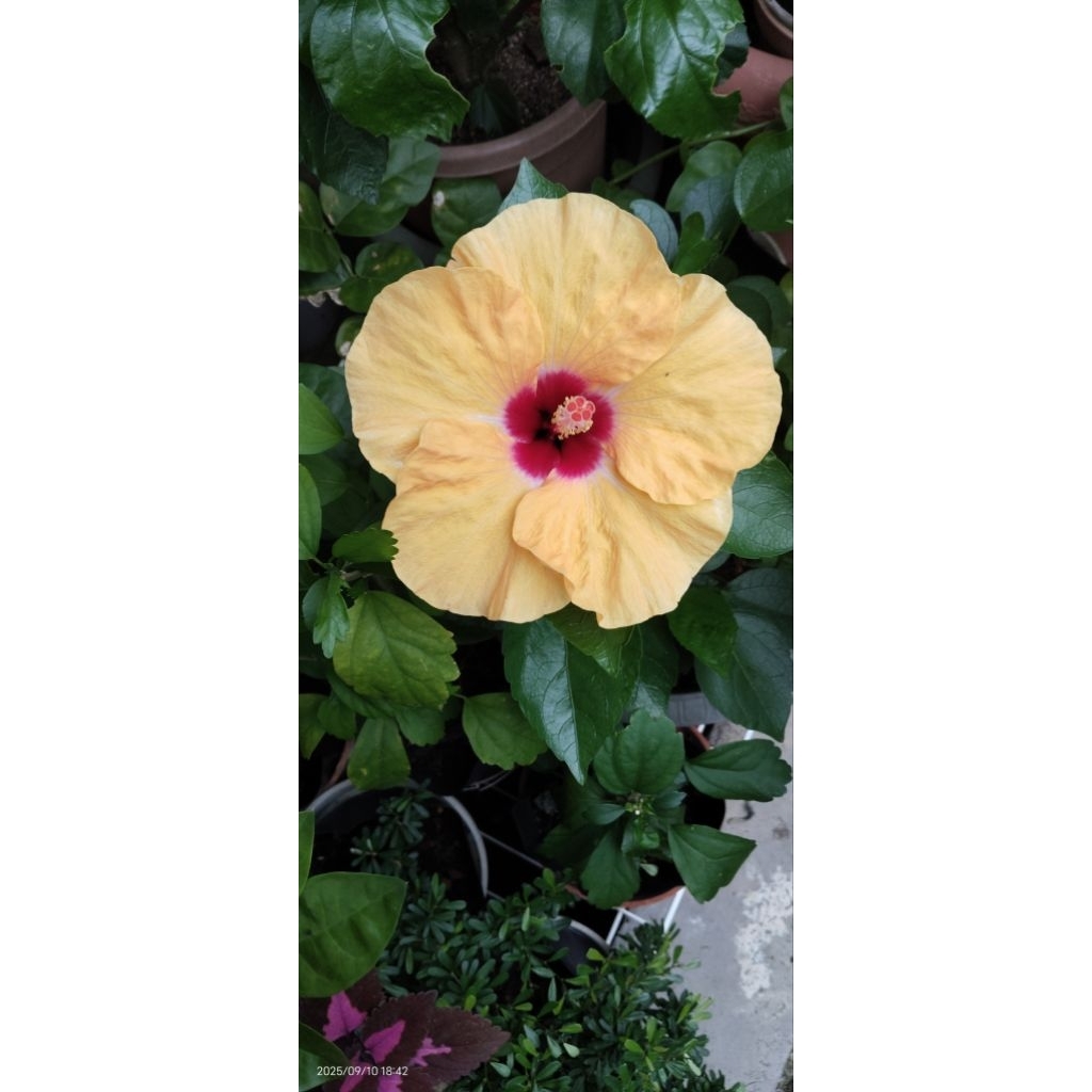 Bunga raya Oren Hibiscus plant Jingga flower 朱瑾花橙色 | Shopee Malaysia