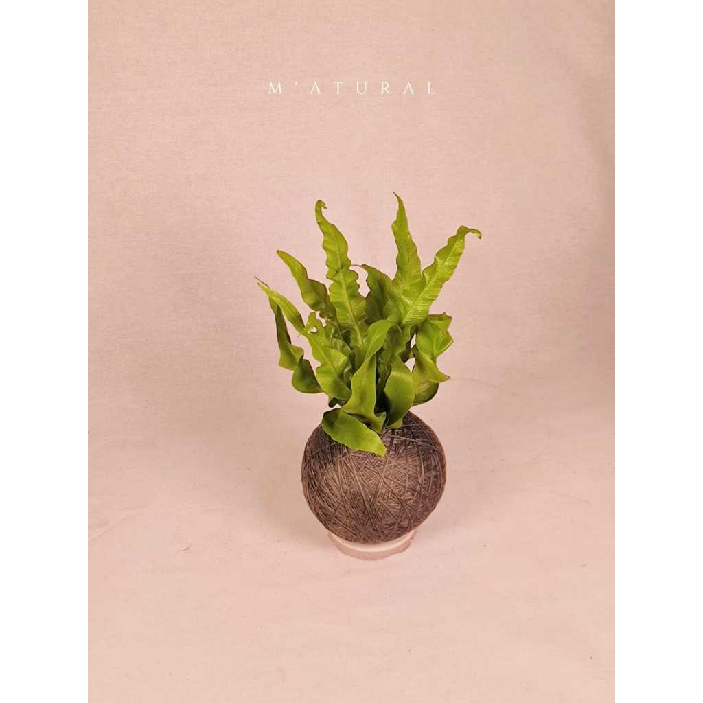 【M'atural】Bird Nest Fern Kokedama Live Plant 鸟窝蕨苔玉 Asplenium Crispy ...
