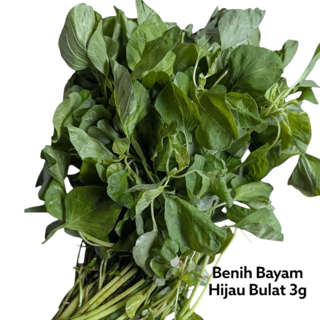 Benih Bayam Hijau Bulat Benih Sayur Vegetable Seeds | Shopee Malaysia