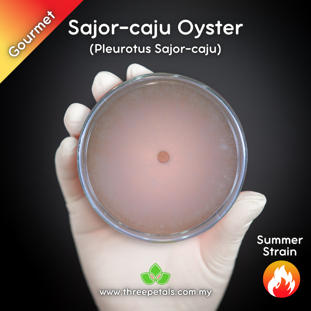 Sajor-caju Oyster (Pleurotus Sajor-caju) Live Mycelium Mushroom Culture ...