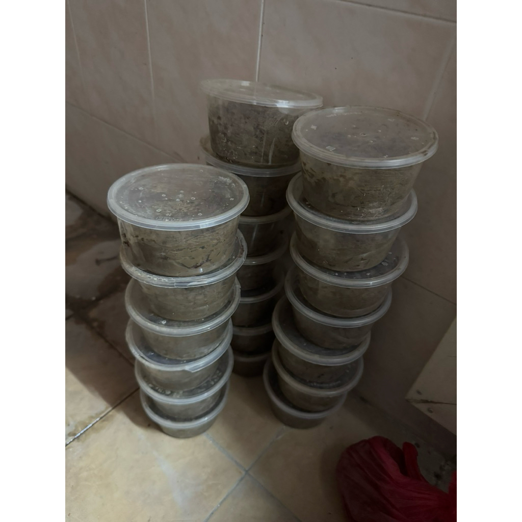 UMPAN UDANG GALAH RUAT UDANG SAIZ C / UMPUN UMPUN SAMPAH 30+ EKOR ...