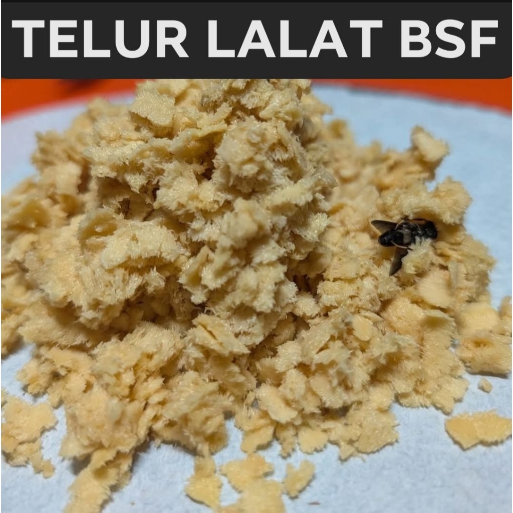 TELUR LALAT BSFL BSF BLACK SOLDIER FLY LARVAE LARVA | Shopee Malaysia