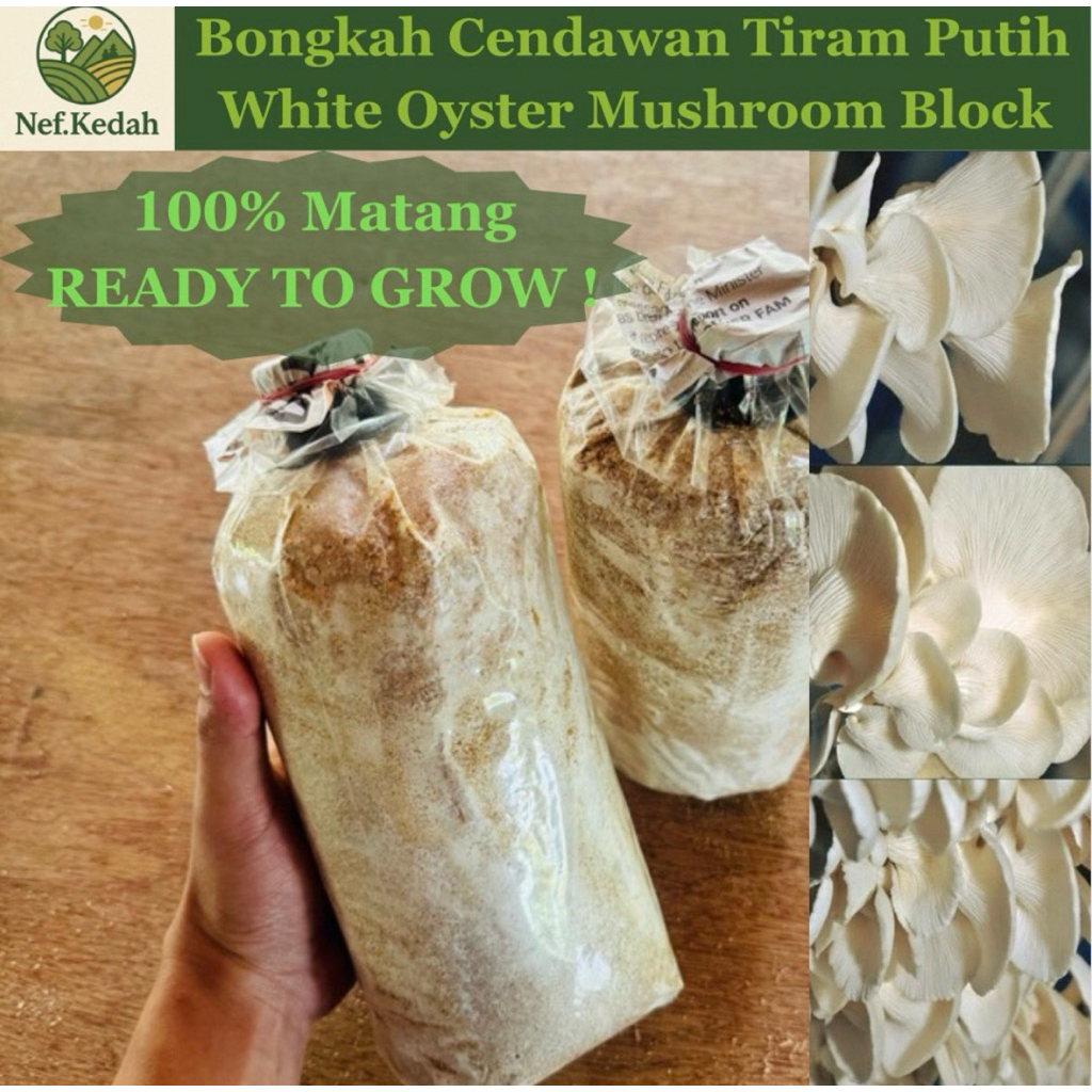 Bongkah Cendawan Tiram Putih / White Oyster Mushroom Block / 100% ...