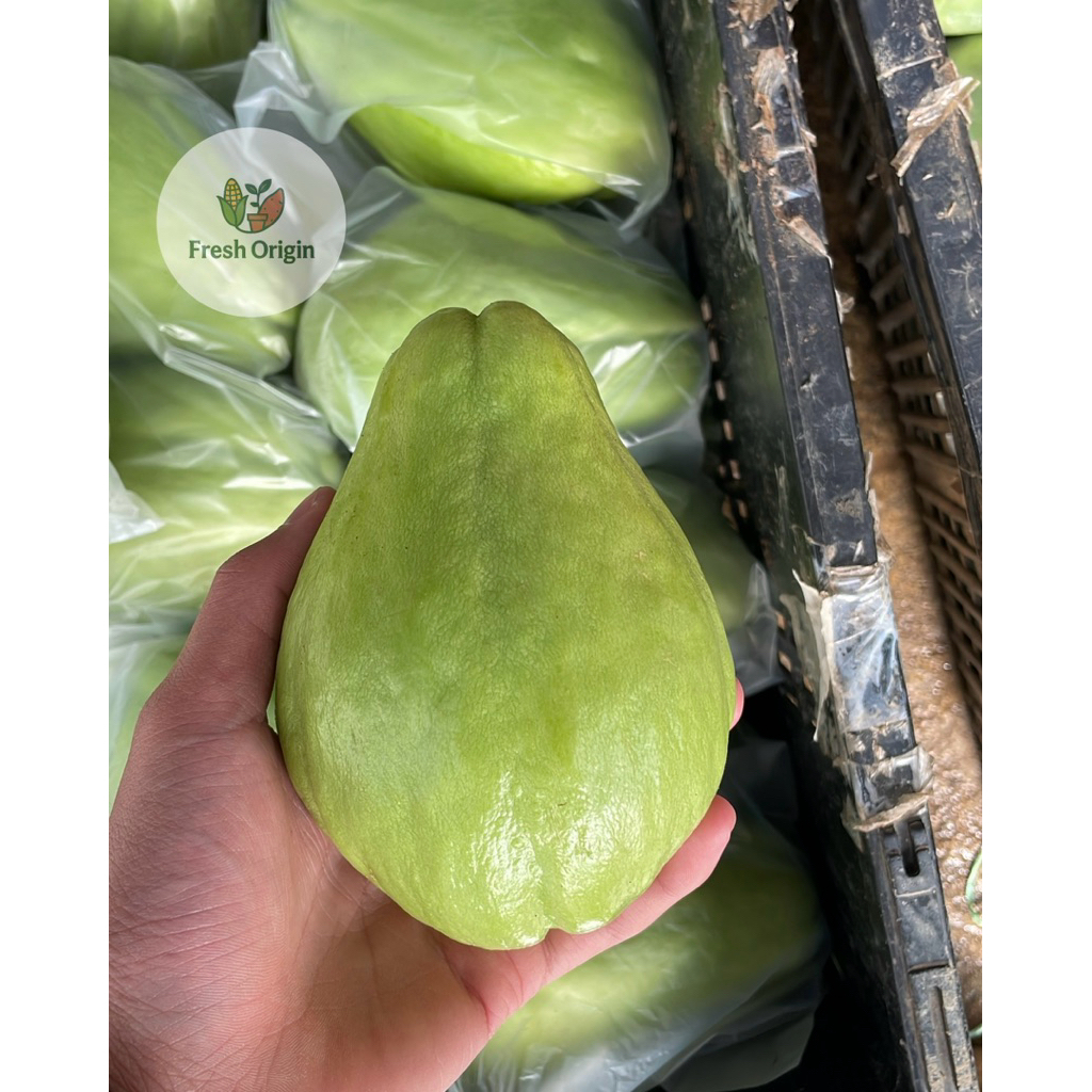 Fresh Chayote from Cameron Highlands🔥(3 pcs / 5 pcs / 7 pcs ) | Shopee ...