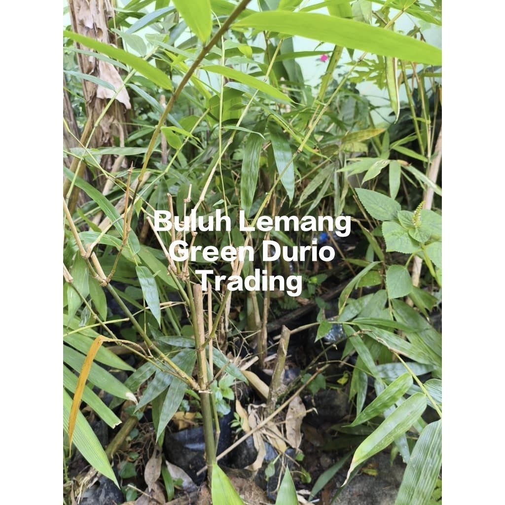 ANAK POKOK BULUH LEMANG. | Shopee Malaysia