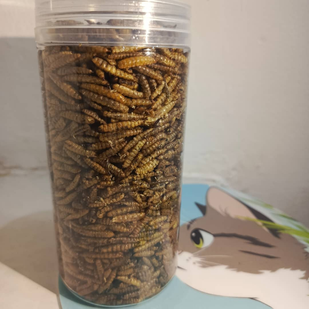 Dried Black Soldier Fly Larvae (BSFL) – Natural Protein Feed for ...